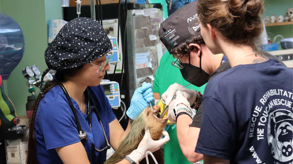 Wildlife Veterinary Internships in Costa Rica | Intern Abroad HQ